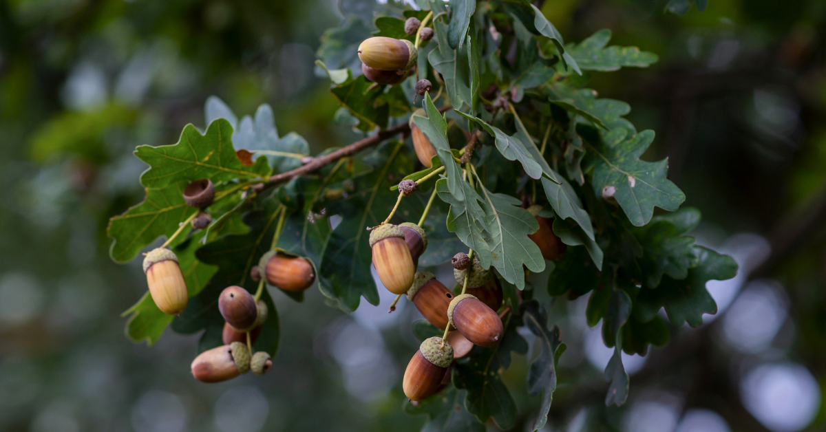 Great Oaks from Little Acorns Grow - Wild Ones: Native Plants, Natural ...