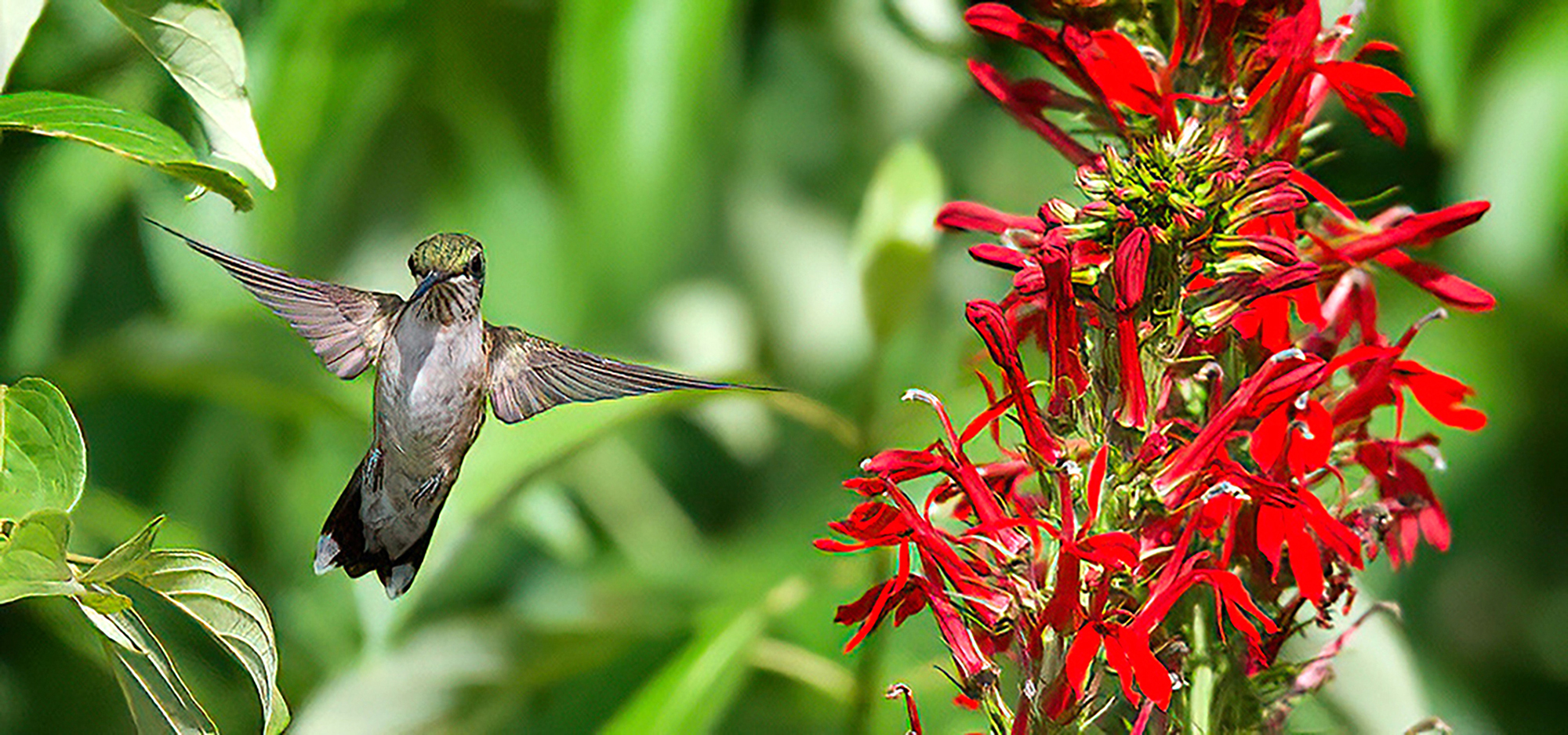 Gardening for Ruby-Throated Hummingbirds - Wild Ones: Native Plants ...
