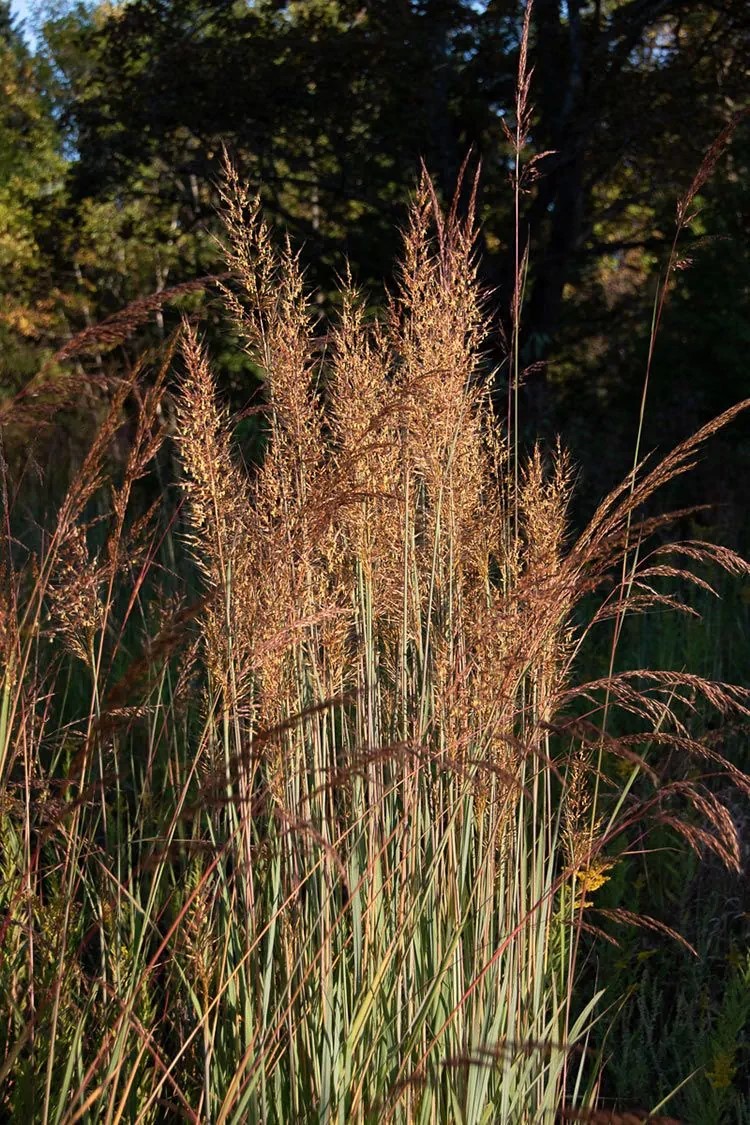 Wishing for Winter Habitat? Plant These Grasses this Spring - Wild Ones ...