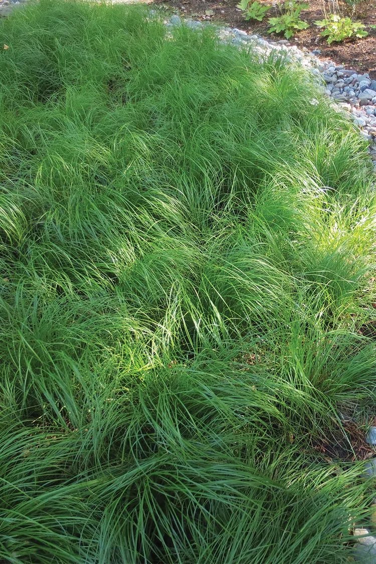 Wishing for Winter Habitat? Plant These Grasses this Spring - Wild Ones ...