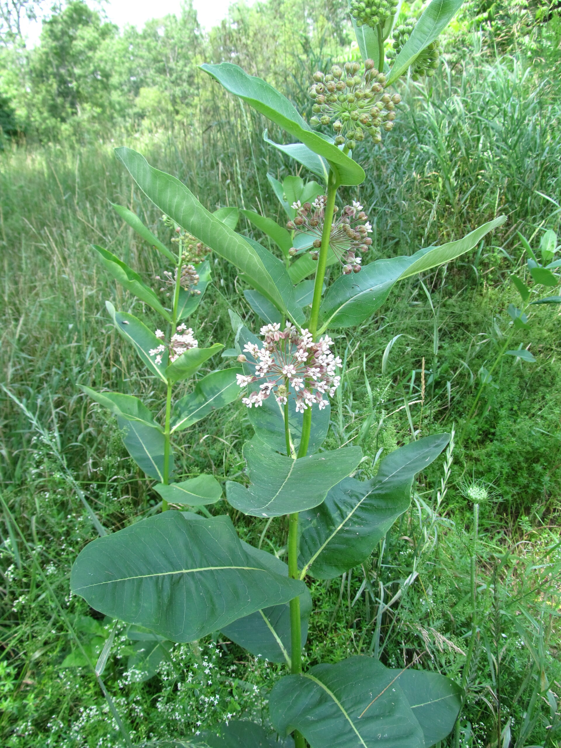 How to Plant Common Milkweed (Asclepias Syriaca) From Seed - Wild Ones ...