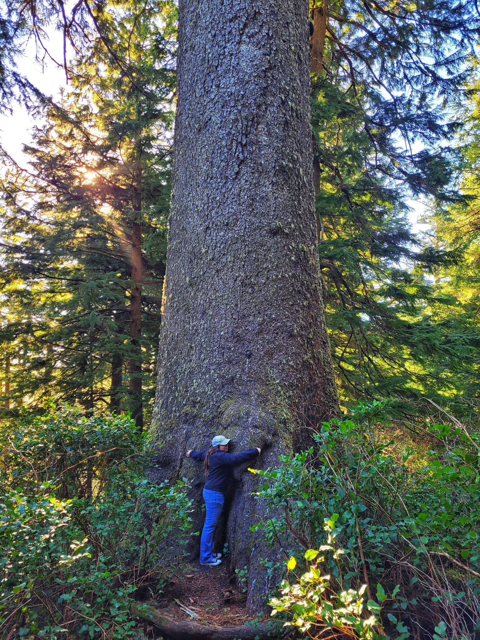 Champion Trees: A Celebration of Giants - Wild Ones: Native Plants ...