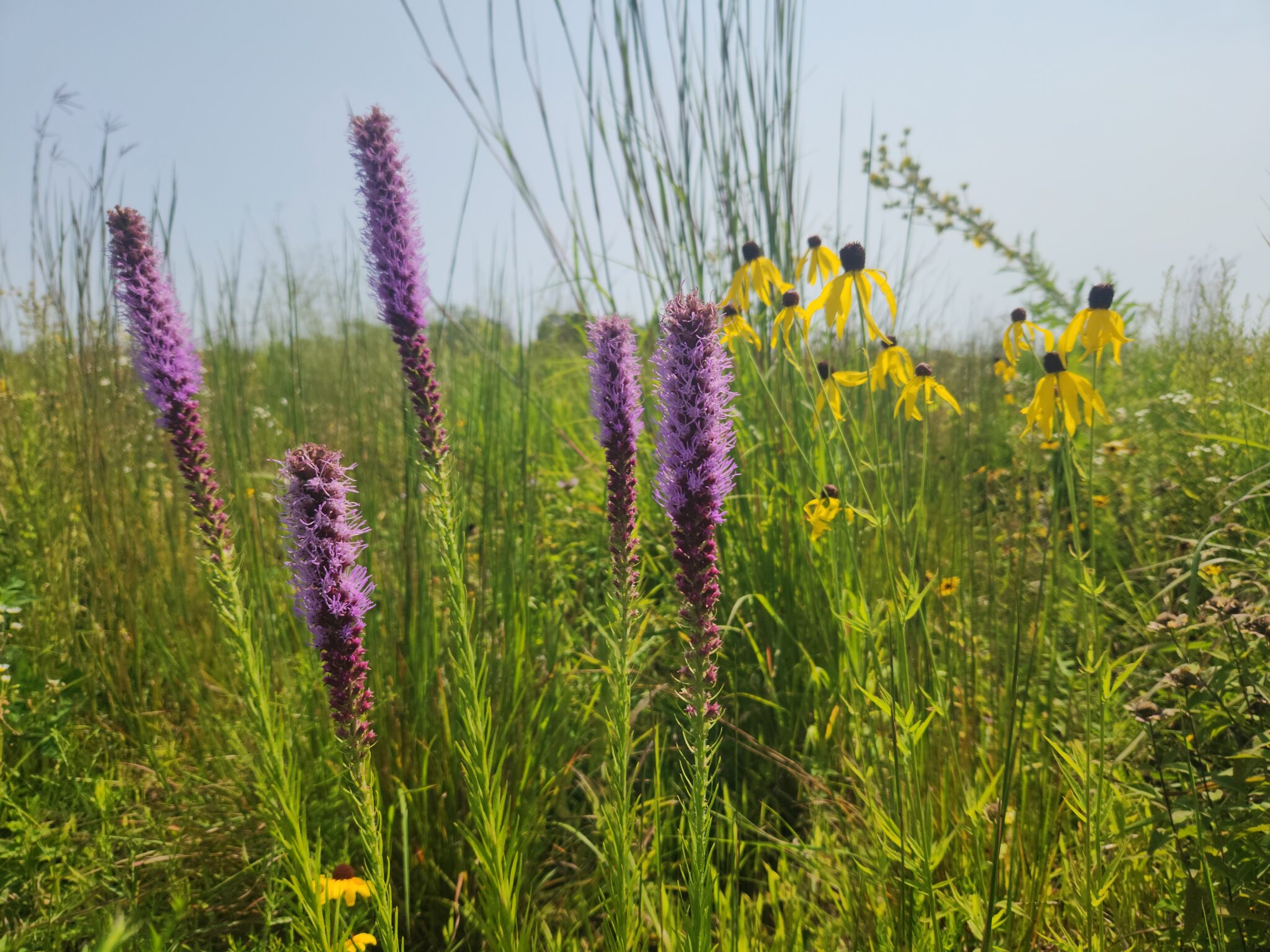 When Advocacy Fails: Lessons from the Loss of Bell Bowl Prairie - Wild Ones