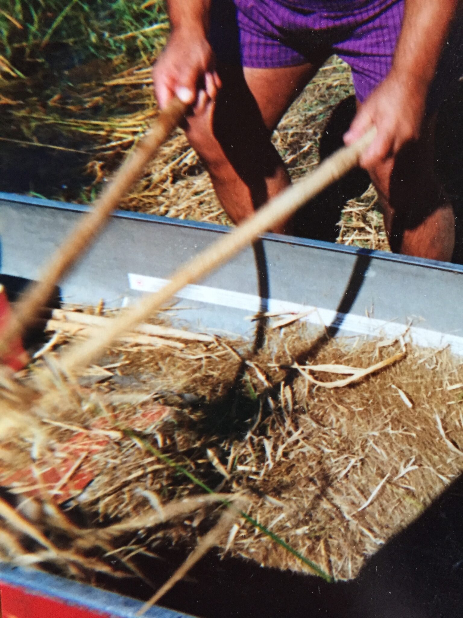 Manoomin: Wild Rice, Tribal sovereignty and the rights of nature in ...
