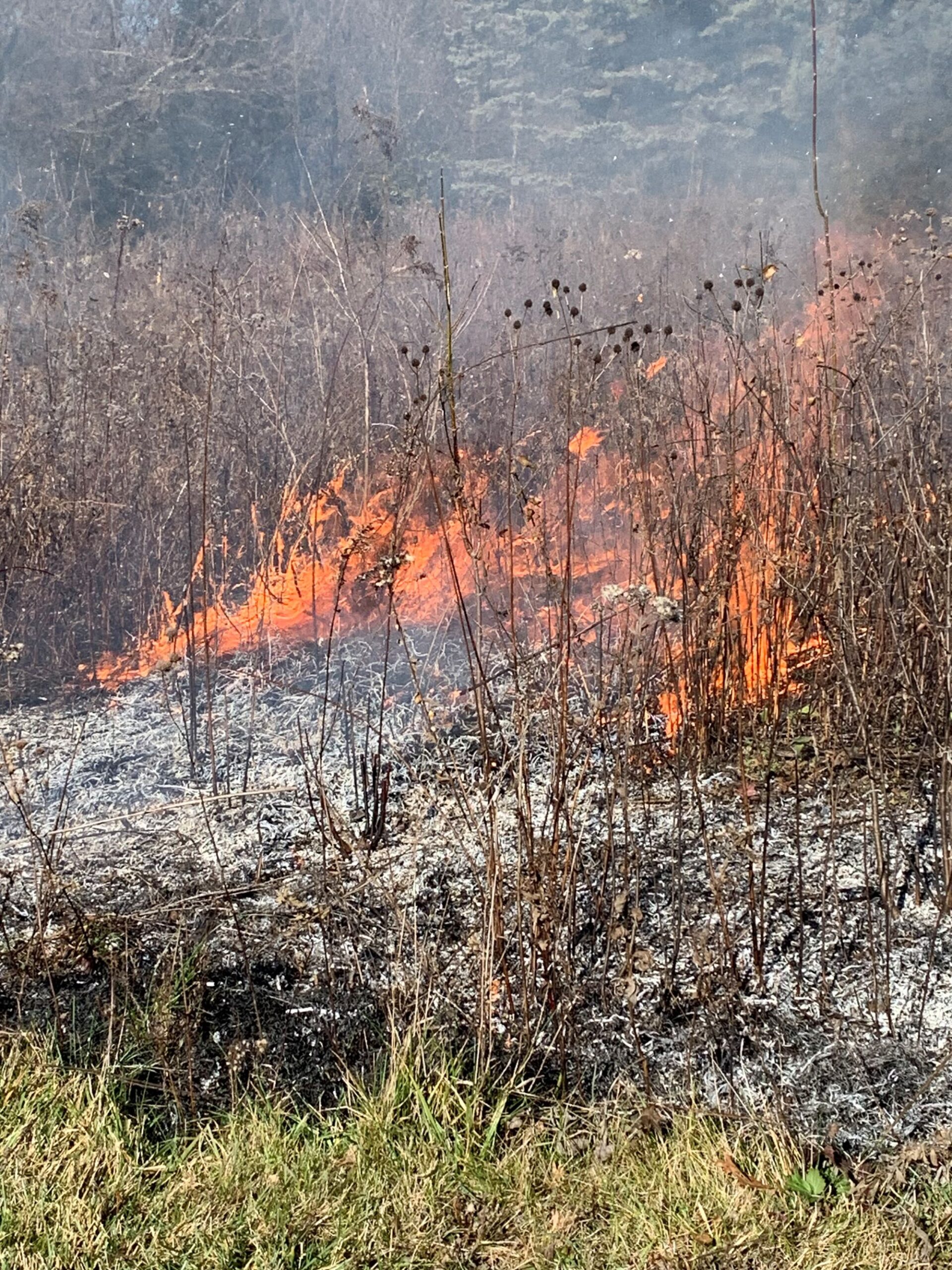Burning with a Native Passion - Wild Ones: Native Plants, Natural ...