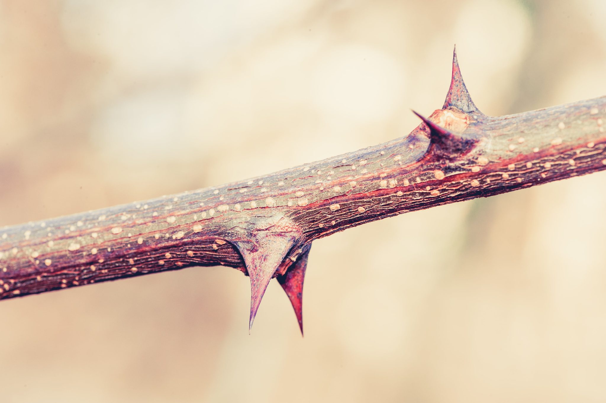 Thorns, Spines and Prickles - Wild Ones: Native Plants, Natural Landscapes
