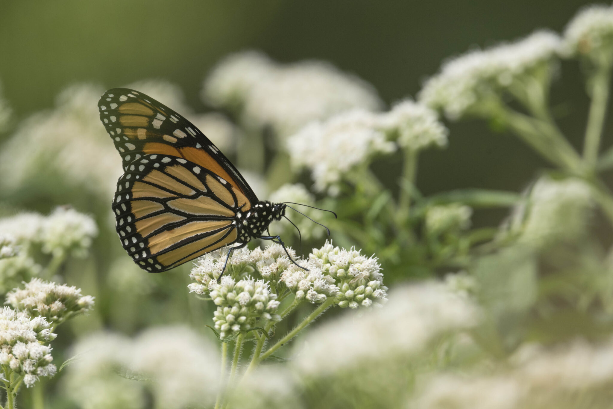 Embracing the Challenge: Anthony Battah's Epic Ultra-Trail for Monarchs ...