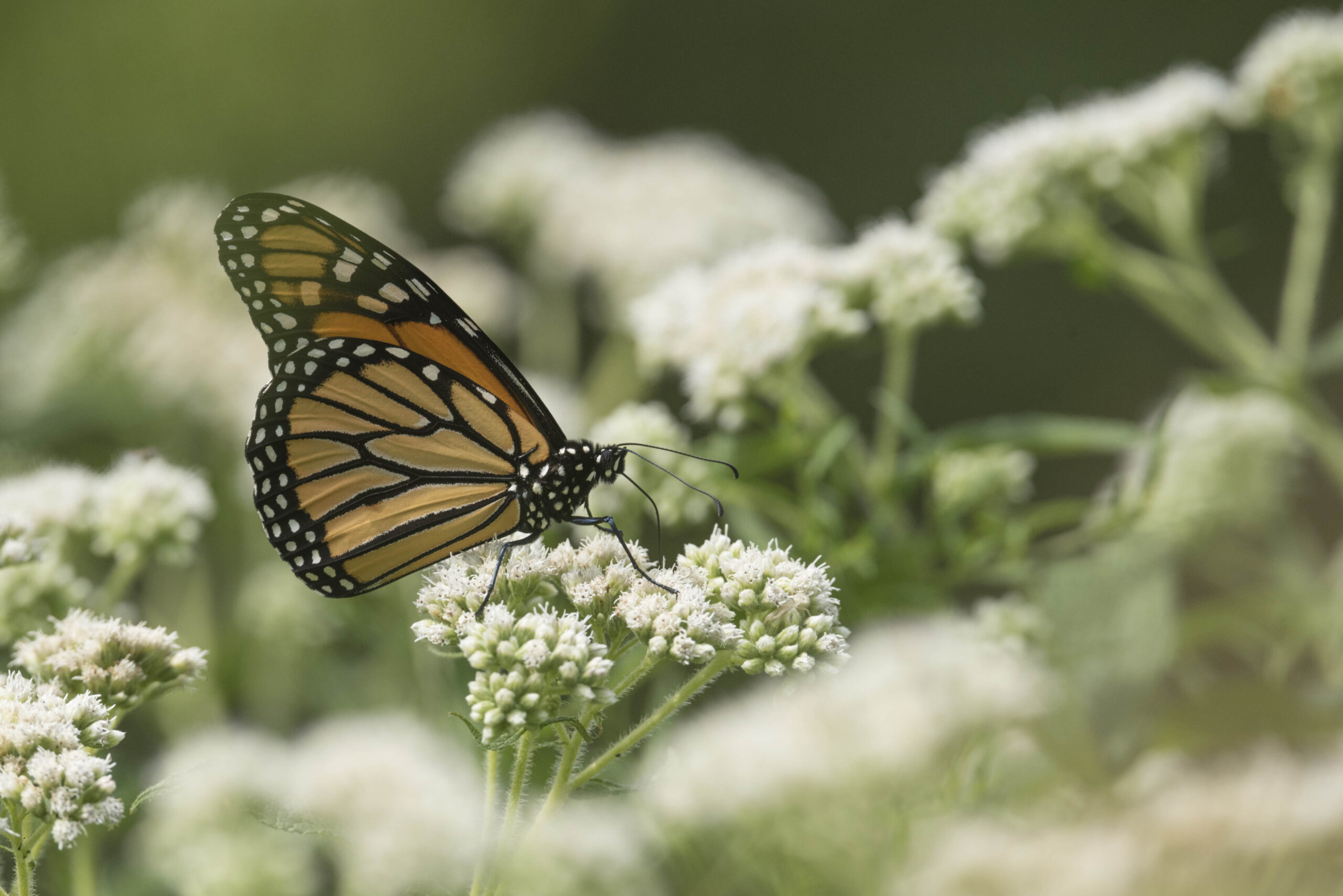Embracing the Challenge: Anthony Battah's Epic Ultra-Trail for Monarchs ...