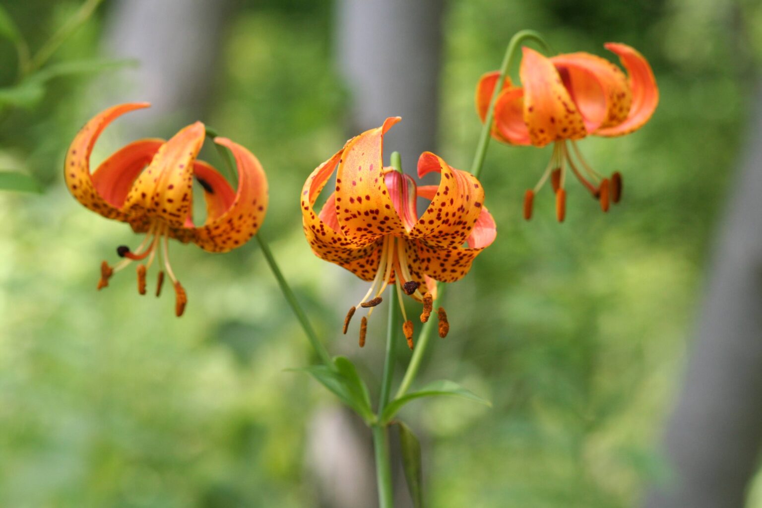 Member Garden: Lynn Kirkpatrick - Wild Ones: Native Plants, Natural ...