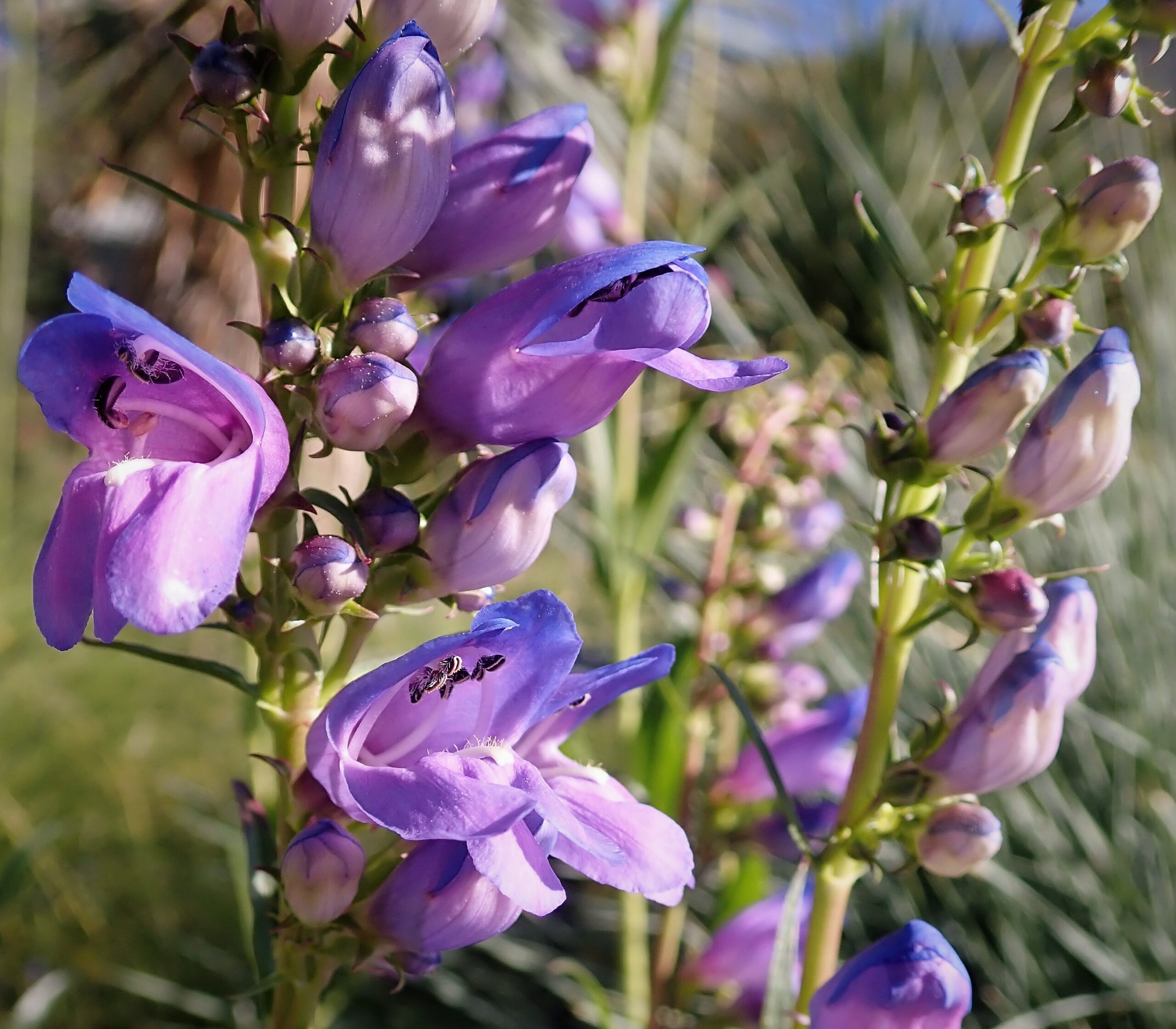 Book Review: "Prairie Up: An Introduction to Natural Garden Design" by ...