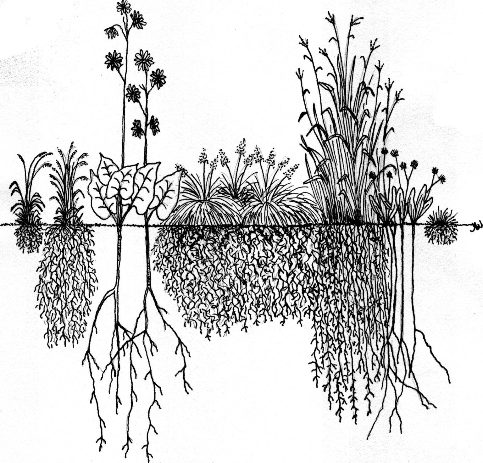 Certified Native Habitat Program - Wild Ones: Native Plants, Natural ...