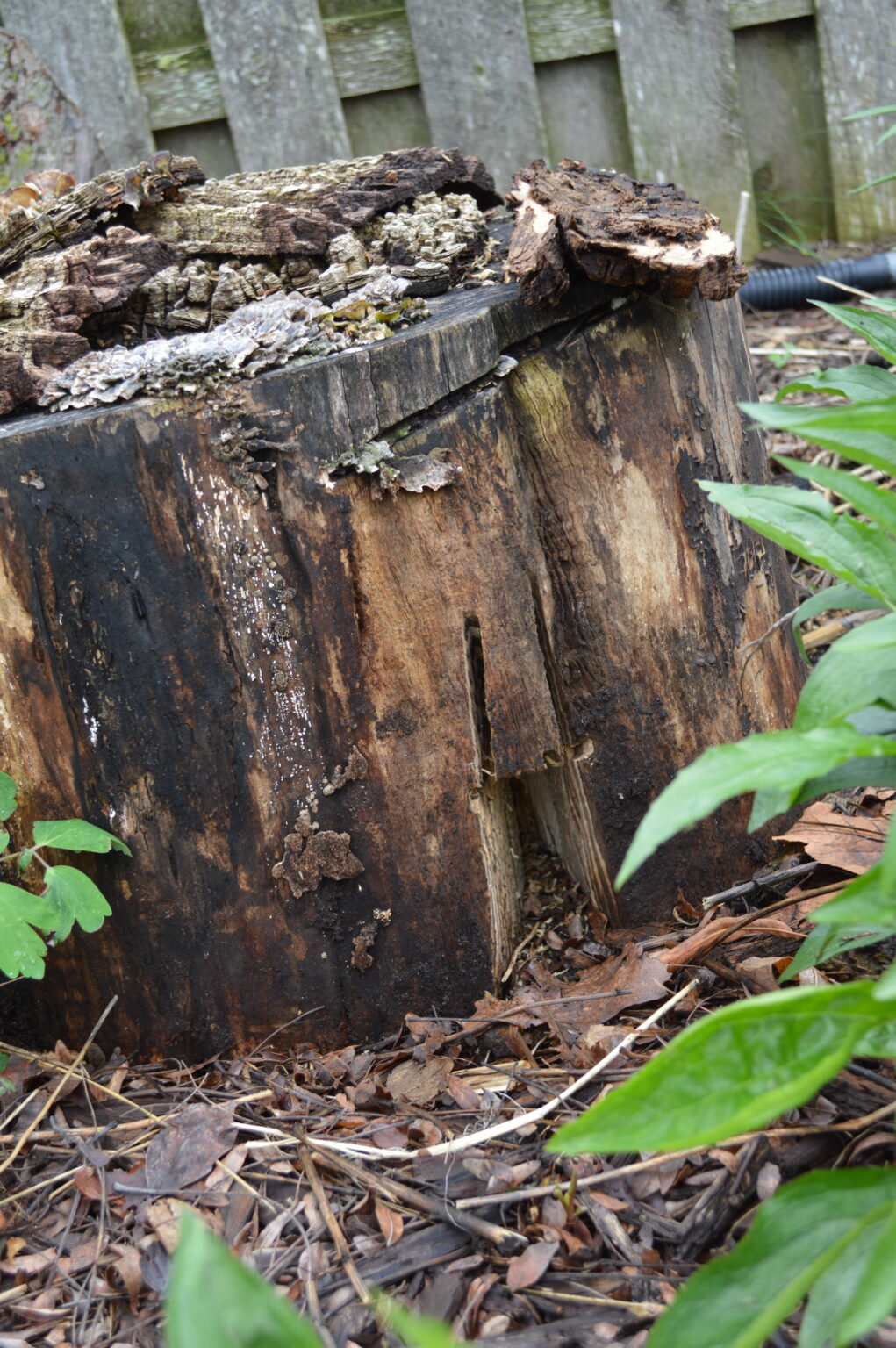 TOADally perfect: How to create toad habitat in your yard - Wild Ones ...