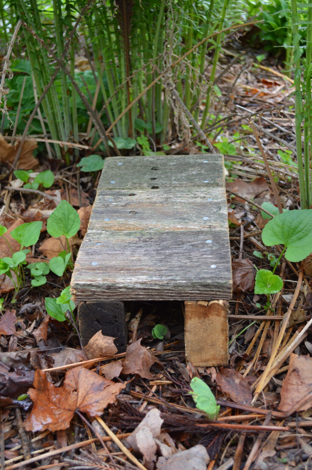 TOADally perfect: How to create toad habitat in your yard - Wild Ones ...