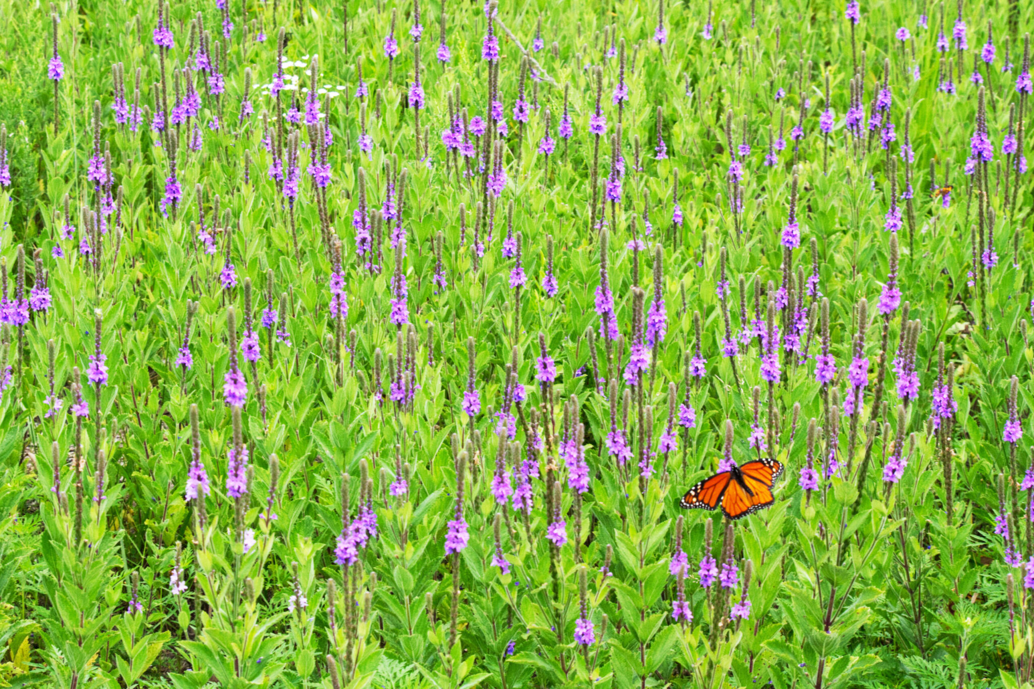 2024 Photo Contest Winners - Wild Ones: Native Plants, Natural Landscapes