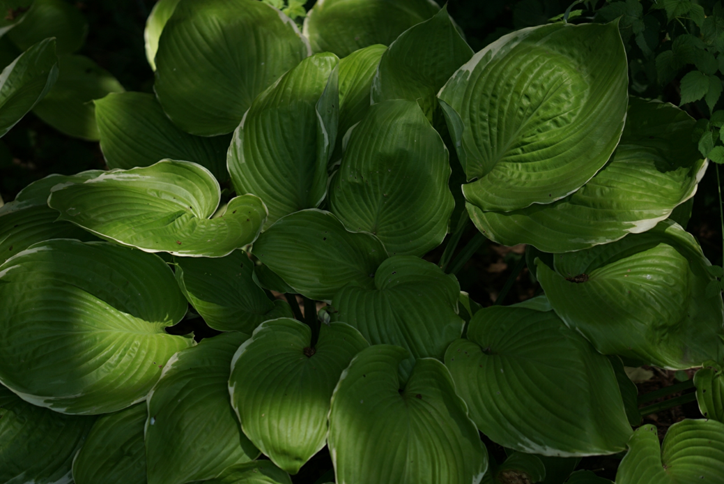 Treating the Hosta as Hostile - Wild Ones: Native Plants, Natural ...