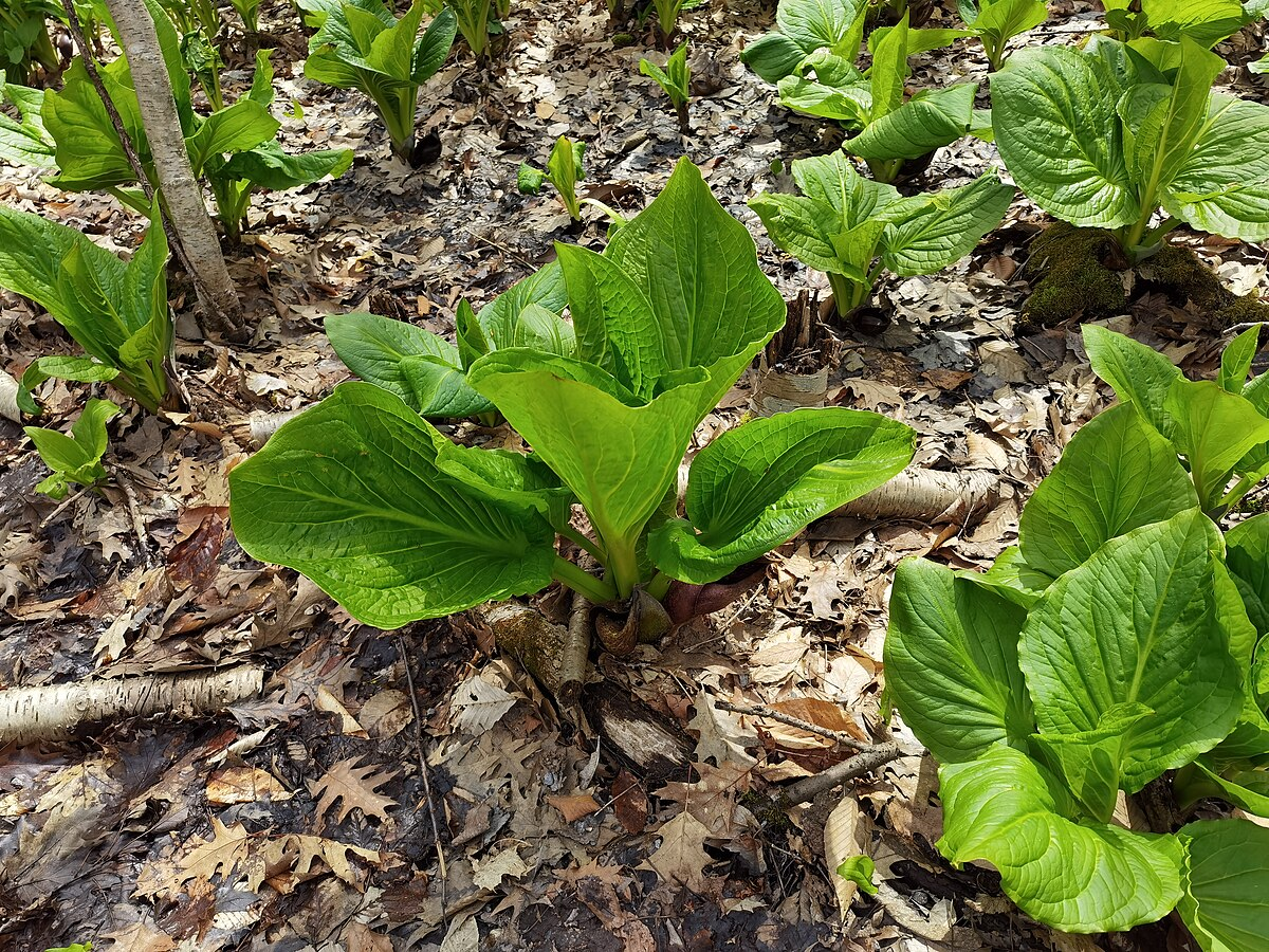 Treating the Hosta as Hostile - Wild Ones: Native Plants, Natural ...