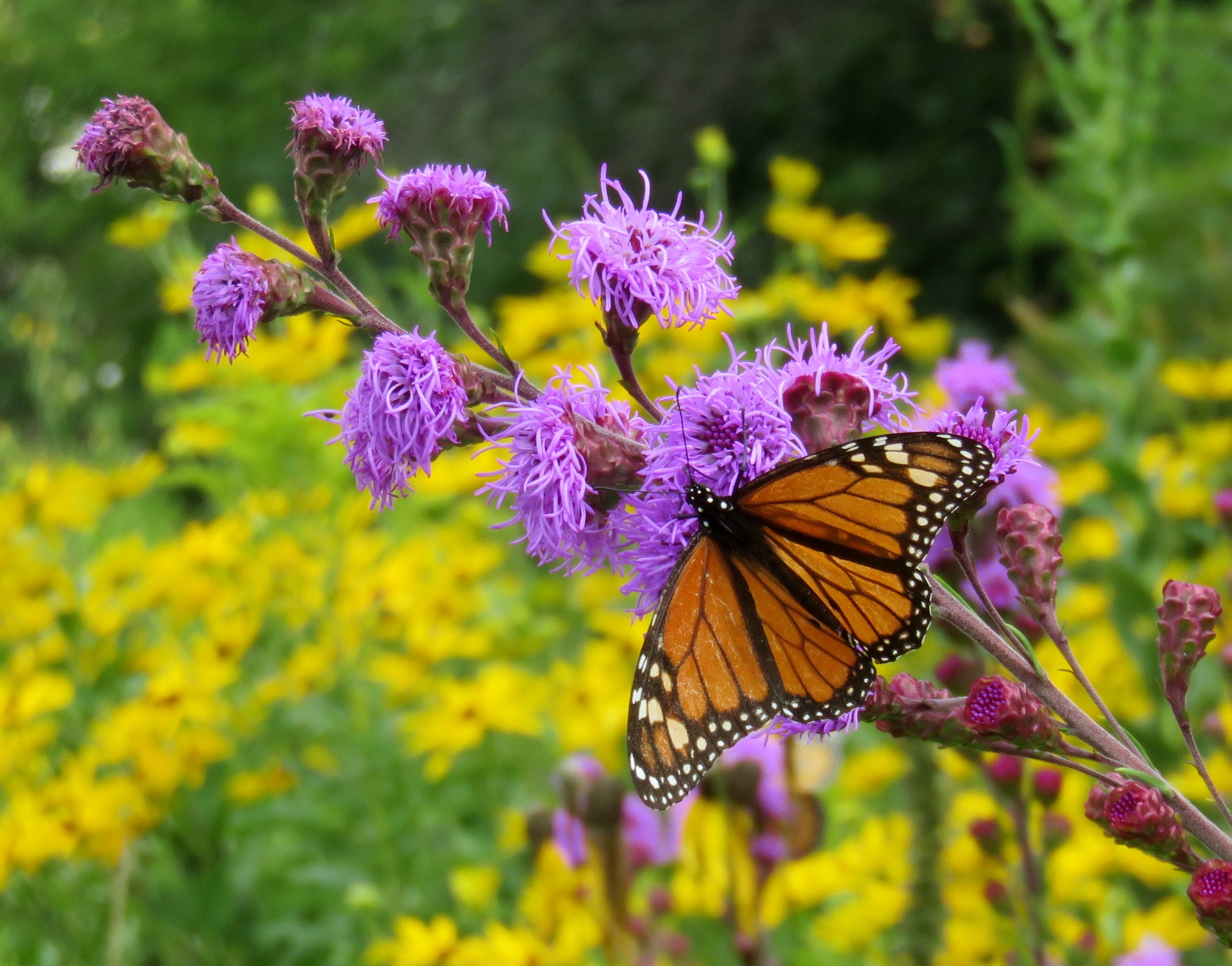 Uniting Monarch Conservation with the Native Plant Movement - Wild Ones ...
