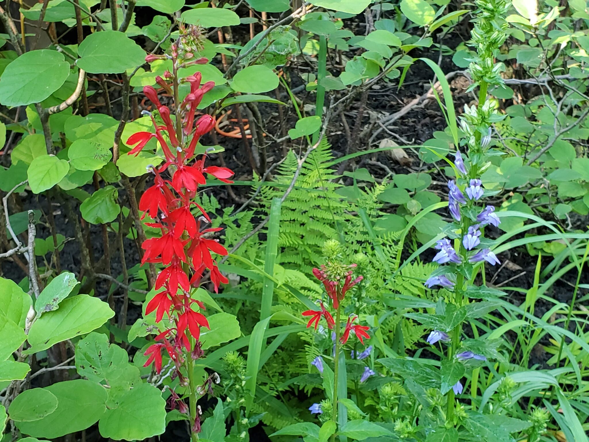Member Garden: Lynn Kirkpatrick - Wild Ones: Native Plants, Natural ...