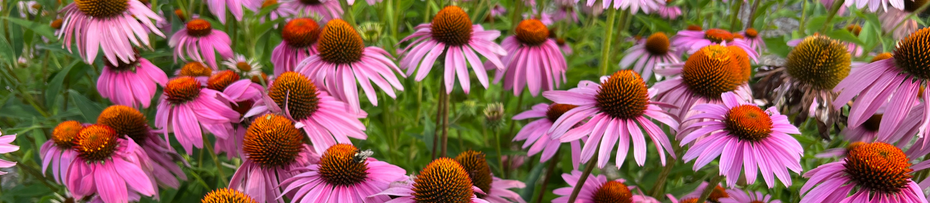 Wild Ones Needs Your Support This Season! - Wild Ones: Native Plants ...